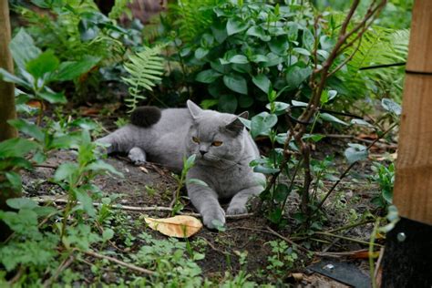 How To Grow Catnip Plants At Home A Guide For Pet Parents