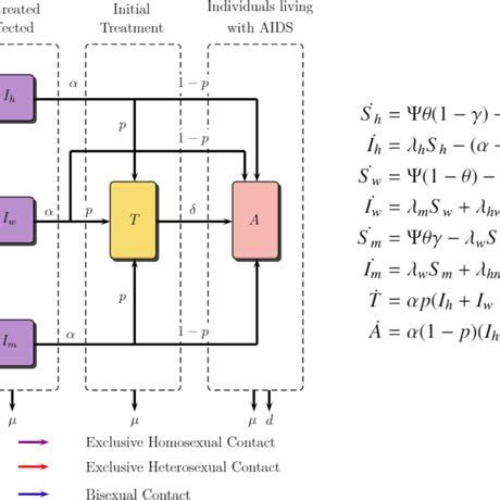 Diagram And ODE System For Triangle Transmission Model ODE Ordinary Download Scientific