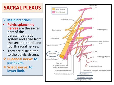 Ppt Sacral Plexus Femoral And Sciatic Nerves Powerpoint Presentation