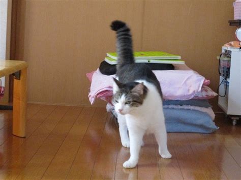ののちゃんとリンちゃん ビーとのんびり Peacefully with Be