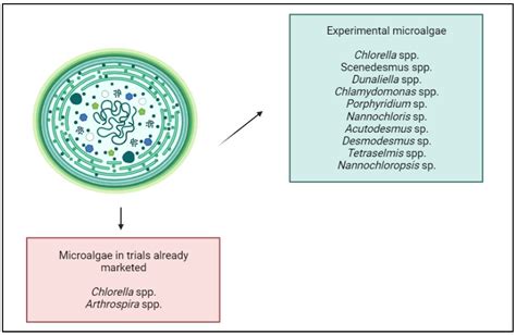Potential Of Microalgal Biostimulants For Sustainable Agricultural