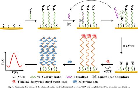 Figure 1 From An Electrochemical Biosensor For Microrna 196a Detection Based On Cyclic Enzymatic