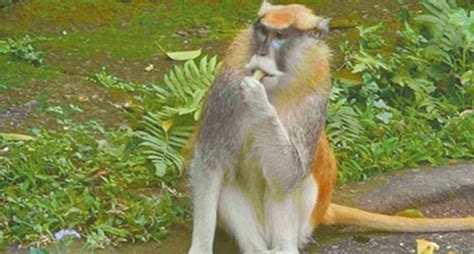 靠同伴掩護 北市動物園紅猴脫逃 翻爆 翻報