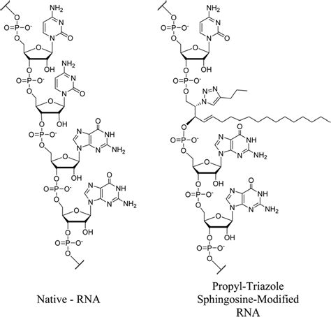 Structural Differences Between Native Rna And Propyl Triazole Download Scientific Diagram