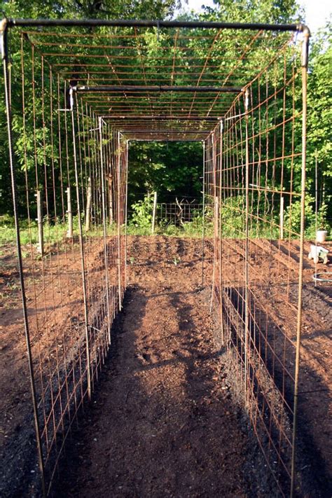 Vegetable Garden Design Diy Bean Trellis Gardenista