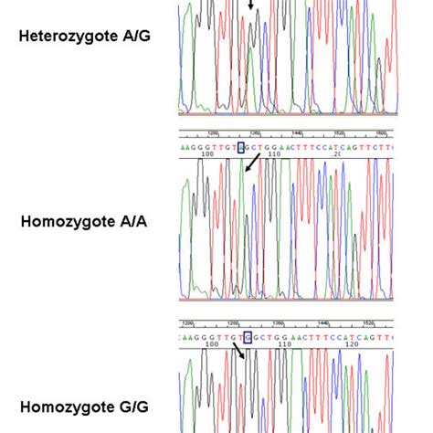 Sequencing Results For The Single Nucleotide Polymorphism At Position Download Scientific