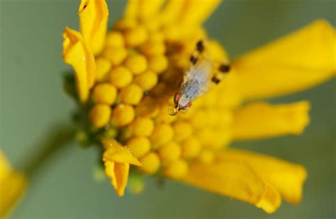 Bug Of The Week Peacock Fly Growing With Science Blog