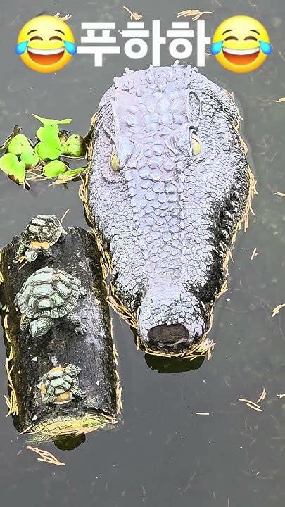 센스짱 🐊 악어가 나타났다 😱🐊😱 힐링🤵‍♀️중 Youtube