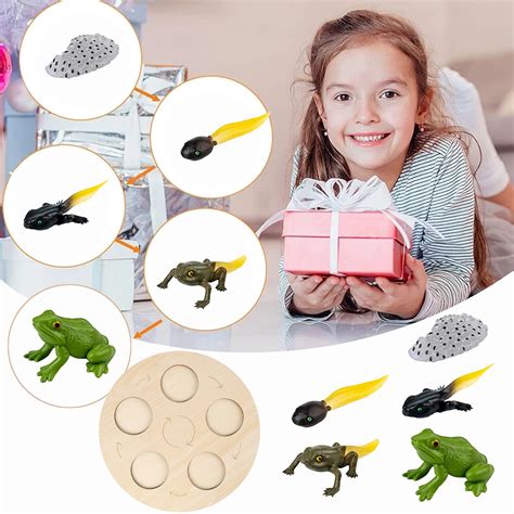 Aasfjeg Toys Peely Robot Life Cycle Of A Growth Stage Model Educational