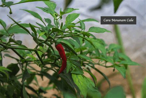 Begini Cara Menanam Cabe Cabai Di Rumah Yang Benar Kekei
