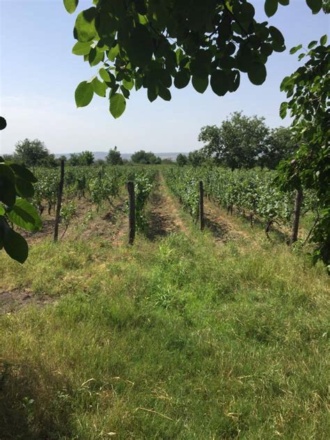 სოფლის მეურნეობა აგროკავკასია ვყიდი მიწის ნაკვეთს რქაწითელი ჯიშის ვენახით 13894კვ მ საგა