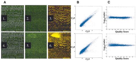 processed array ¯uorescein image is re¯ective of hybridized array