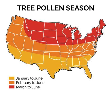 What Is Tree Pollen Allergy Allergy And Asthma Network