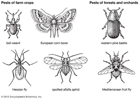 Insect Diversity Adaptations Habitats Britannica