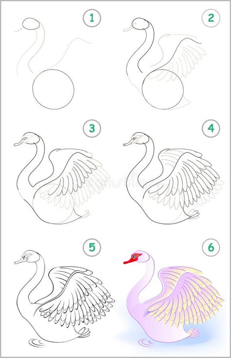 Page Shows How To Learn Step By Step To Draw A Cute Swan Developing