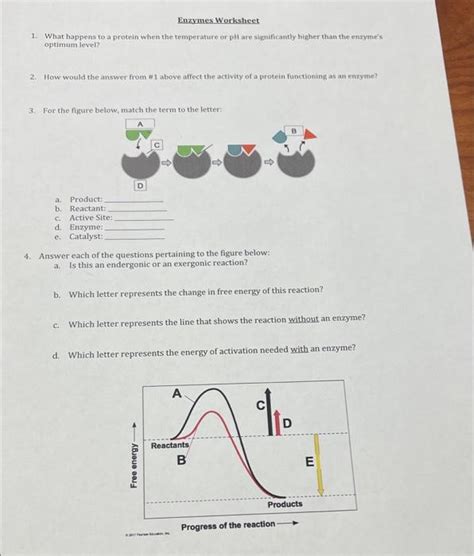 Solved Enzymes Worksheet What Happens To A Protein When Chegg Com