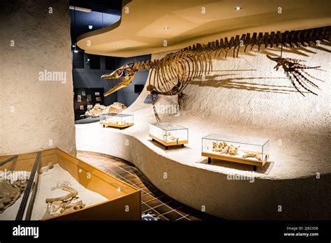View Of A Mounted Mosasaurus Fossil At The Natural History Museum In