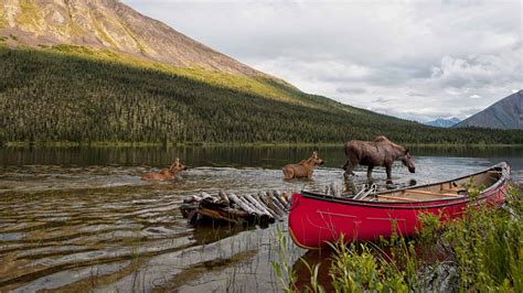 Wildlife Northern And Arctic Yukon Travel Yukon Yukon Canada