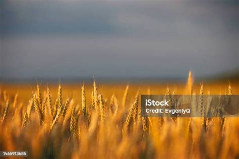 새벽 광선에 밀 밀의 귀가 들판에서 익는다 밀밭 농업 농업 배경 생태 청정 식품 식품 안전 녹색 밀밭 건강한 생활방식에 대한 스톡 사진 및 기타 이미지 Istock