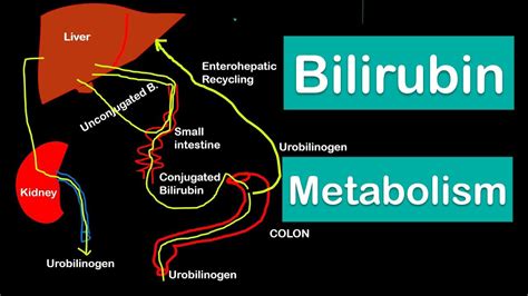Bilirubin Metabolism Bilirubin Formation Transport Conjugation Excretion Enterohepatic
