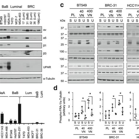 Vitronectin Vn Stimulated Fos Related Antigen 1 Fra 1 Download Scientific Diagram