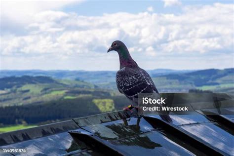 화창한 날에 푸른 초원과 푸른 흐린 하늘을 배경으로 지붕에 자리 잡은 귀환 비둘기 가축에 대한 스톡 사진 및 기타 이미지