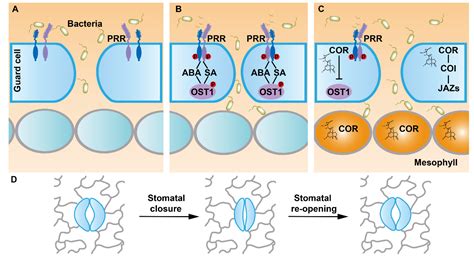 Plant Guard Cells