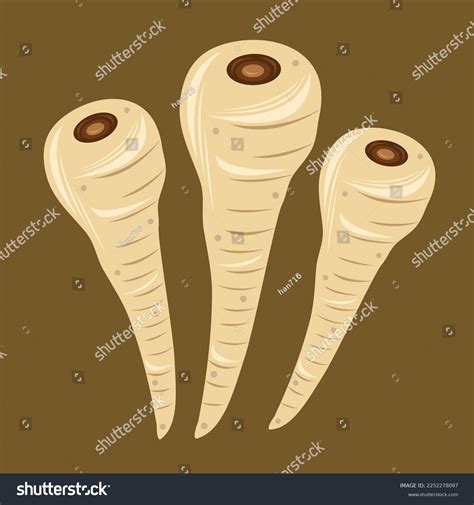 Parsnip Graphic Images Browse Stock Photos Vectors Free Download With Trial Shutterstock