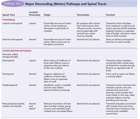 Piramidal Vs Ektrapiramidal