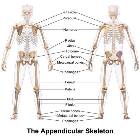 Appendicular Skeleton Labeling Worksheet