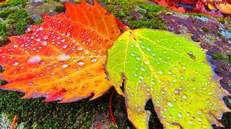 Why Leaves Change Color In Fall Earth EarthSky