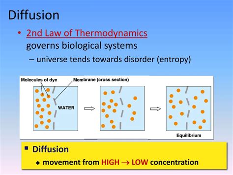 PPT Membrane Transport PowerPoint Presentation Free Download ID 3850410