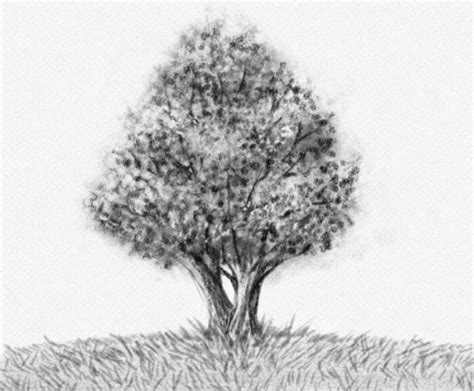 How To Draw A Tree Tutorials To Learn From