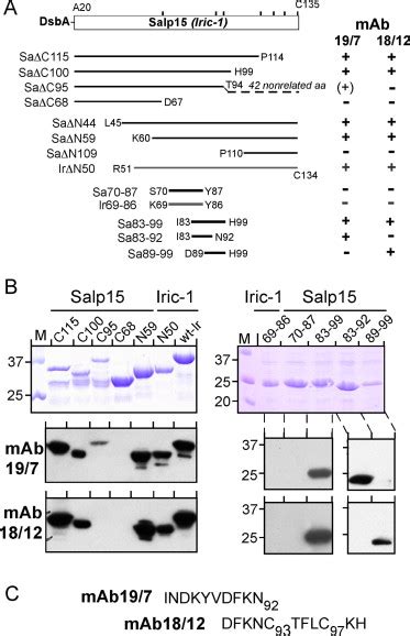Mapping The Epitopes Of Mabs 1974 And 18121 A Schematic Overview Download Scientific