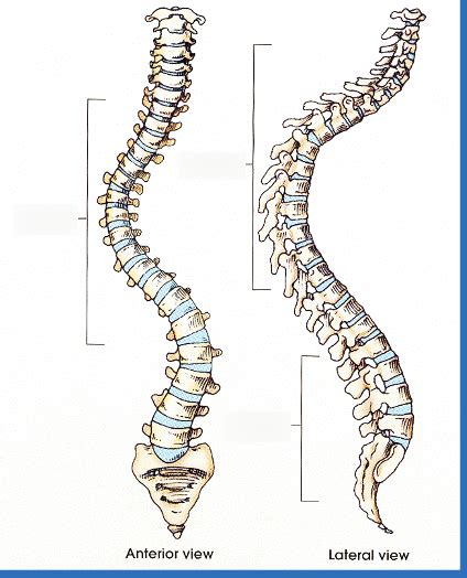 Abnormal Curves Diagram Quizlet