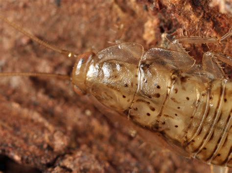 ウスキヒラタゴキブリ幼虫サツマゴキブリ幼虫他 小さき者たちの世界