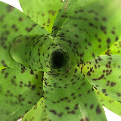 Vriesea Guttata Small Form Blue Green Bromeliad Bromeliads