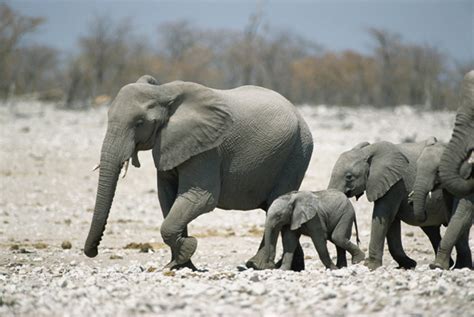 Natures Way For Innovative Problem Solving Management Is A Journey®