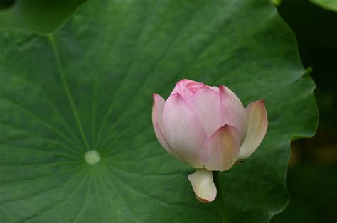 小荷初露尖尖角 生态摄影 摄影论坛 成都迪比特贸易有限公司