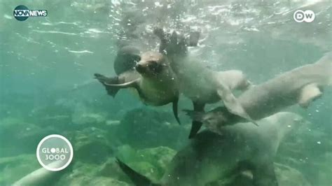 ГАЛАПАГОСКИТЕ ОСТРОВИ Уникални растения и животни са застрашени от изчезване ВИДЕО Nova