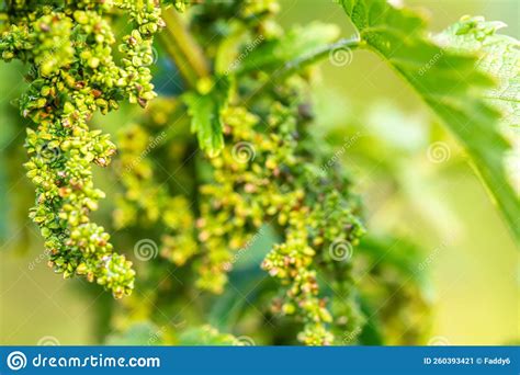 Eating Nettle Seeds Common Nettle Stinging Nettle Or Nettle Leaf Nettles From Herb Farm