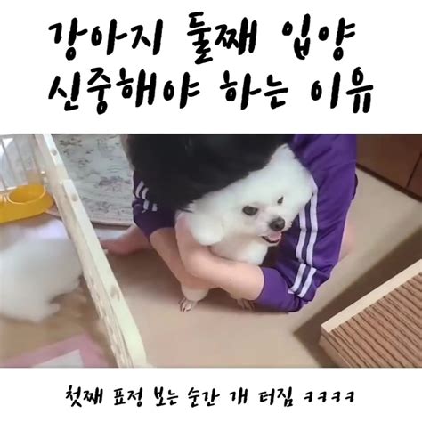 웃음폭탄 짤방으로 웃기고 웃자 🤣 둘째 입양의 신중함을 느끼게 하는~~ 유머스타그램 웃긴짤 재밌는영상 드립력 유머저장소 꿀잼보장 일상유머