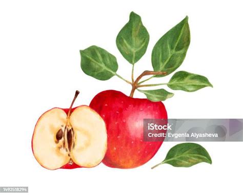현실적인 빨간 사과 사과의 전체 절반 및 잎을 가진 과일 구성 육즙이 많고 맛있는 사과 디자인 개체 그룹에 대한 스톡 벡터 아트 및 기타 이미지 Istock