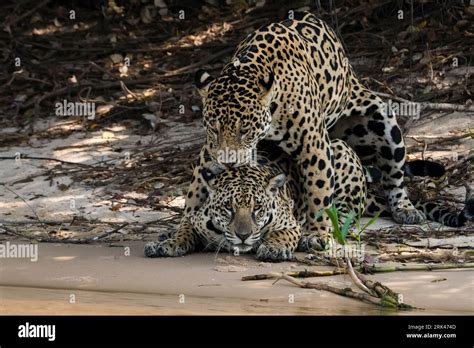 A Pair Of Jaguars Panthera Onca Mating Pantanal Mato Grosso Brazil