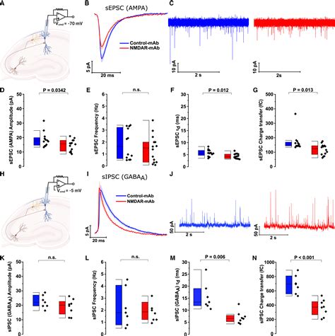 Human Nmdar Autoantibodies Disrupt Excitatory Inhibitory Balance Leading To Hippocampal Network