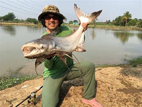 最大体重300kgの絶滅危惧種。ギネスにも認定された 世界最大の草食魚の名は？【世界怪魚図鑑19】 画像ギャラリー 釣りビジョン マガジン