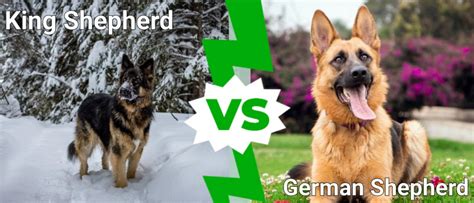 King Shepherd German Shepherd Difference Belgian Malinois Vs German