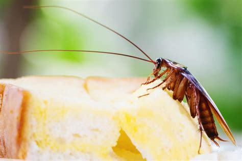 What Do Cockroaches Eat Hulett Environmental Services