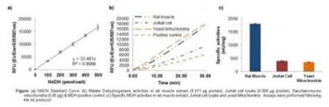 Novus Biologicals™ Malate Dehydrogenase Activity Assay Kit