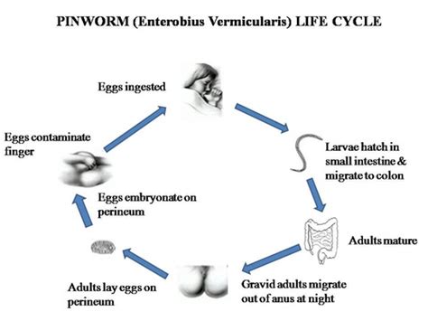 Final Review Parasitology Flashcards Quizlet